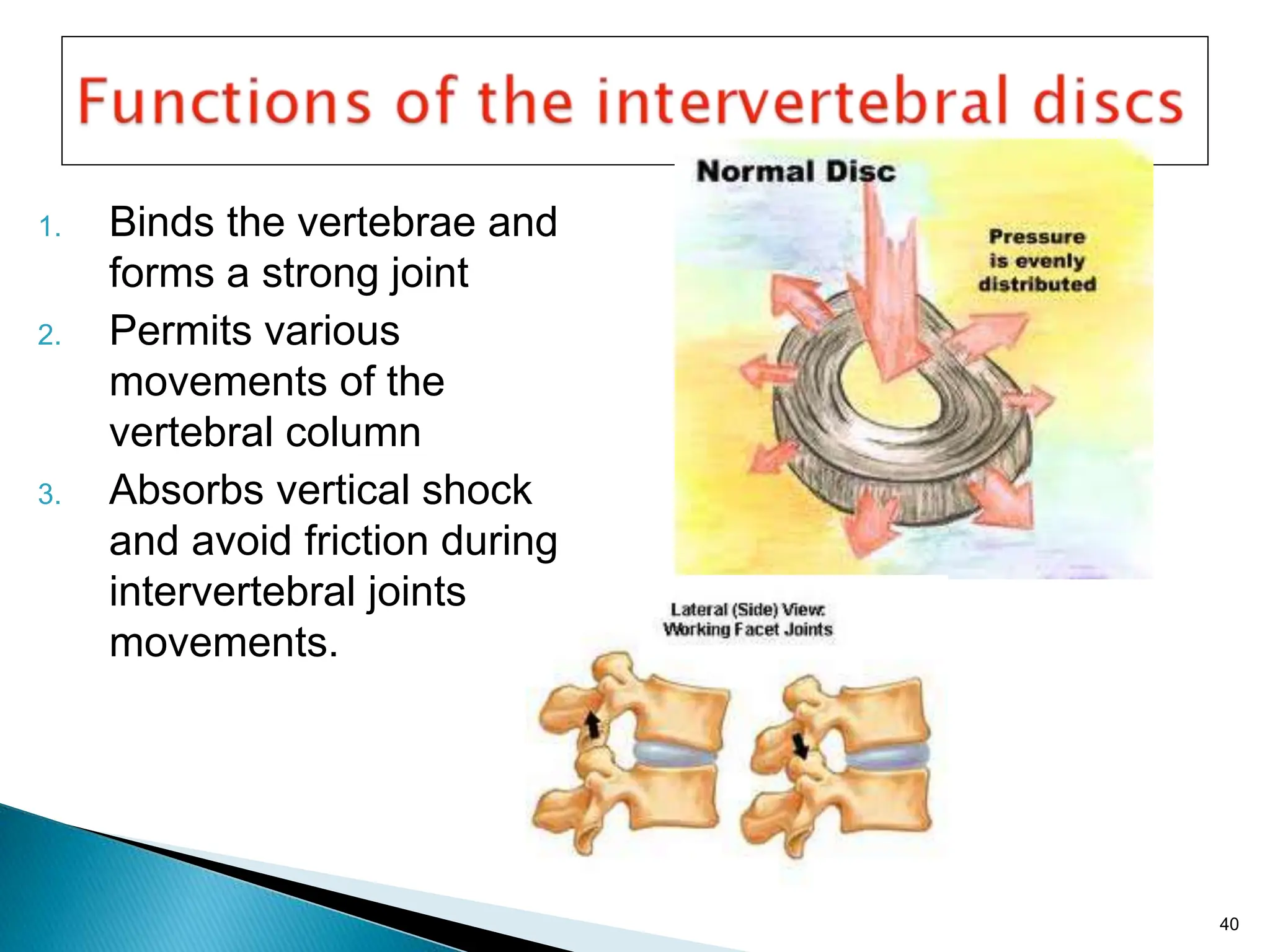 Vertebral Column Anatomy and Embryology At a glance | PPT