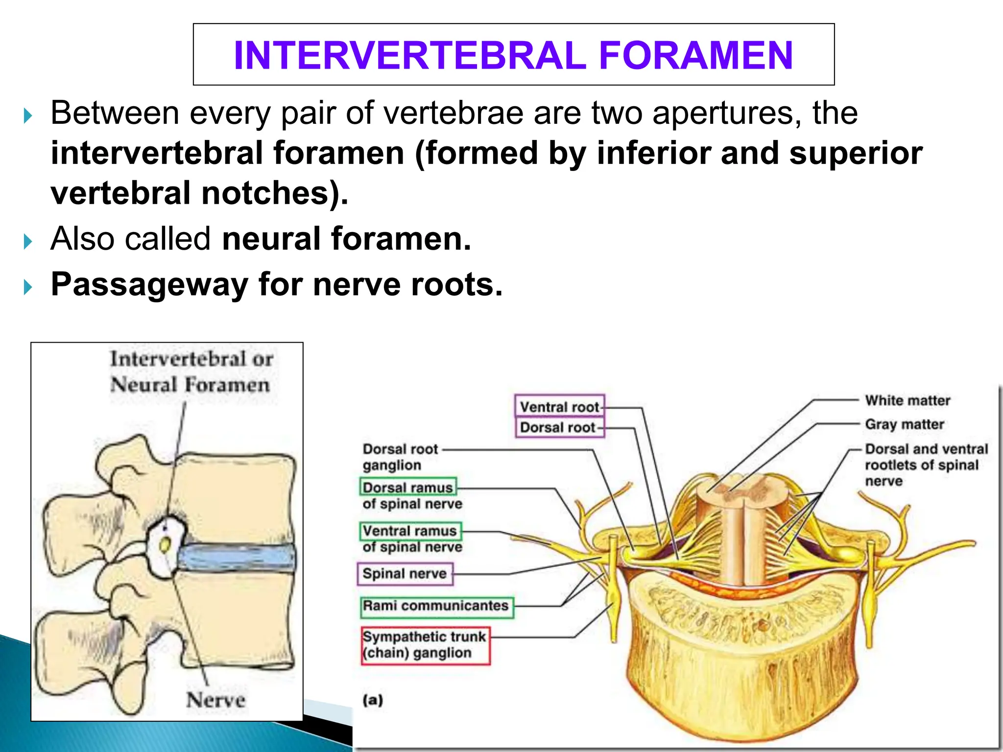 Vertebral Column Anatomy and Embryology At a glance | PPT