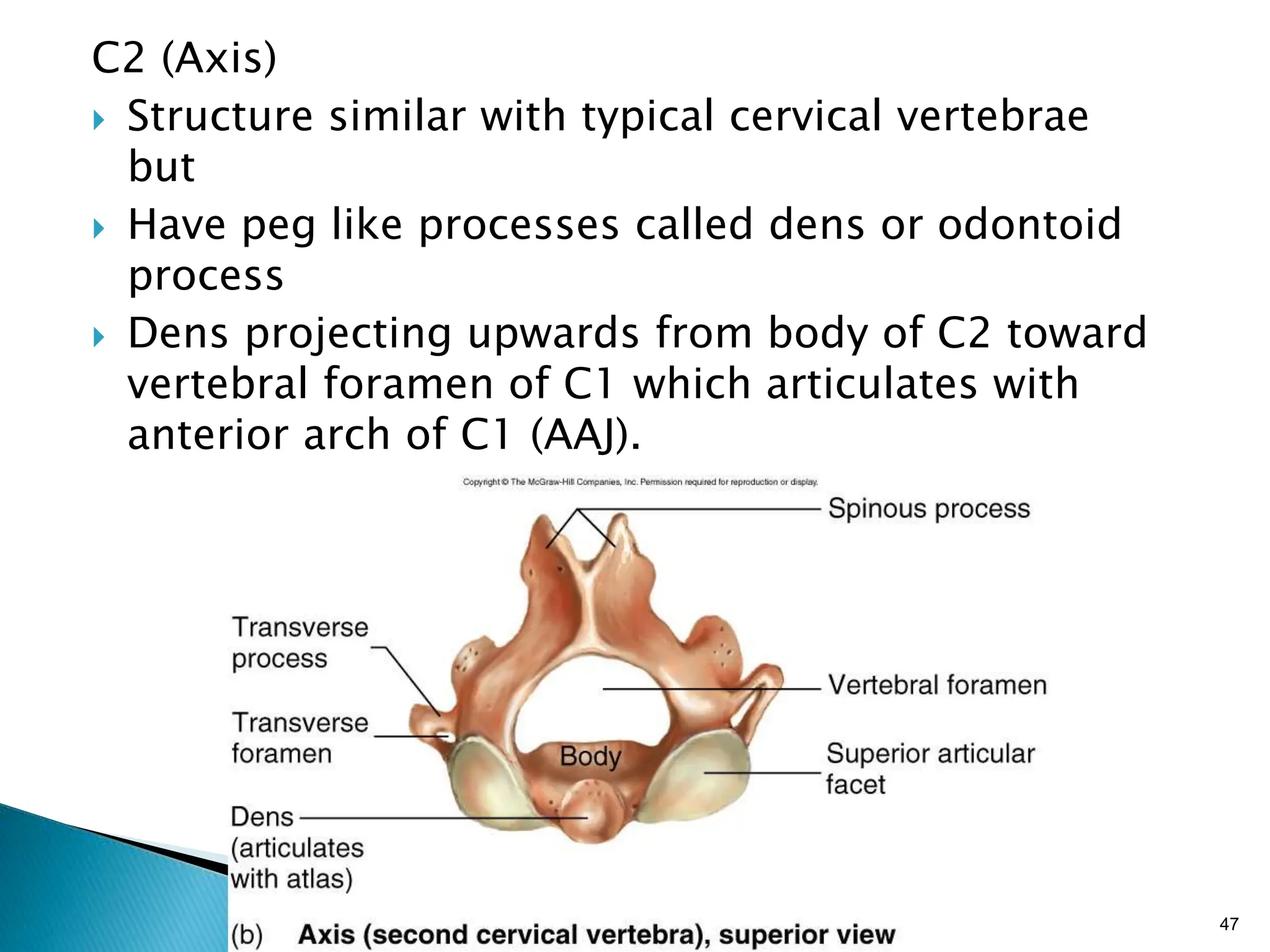Vertebral Column Anatomy and Embryology At a glance | PPT