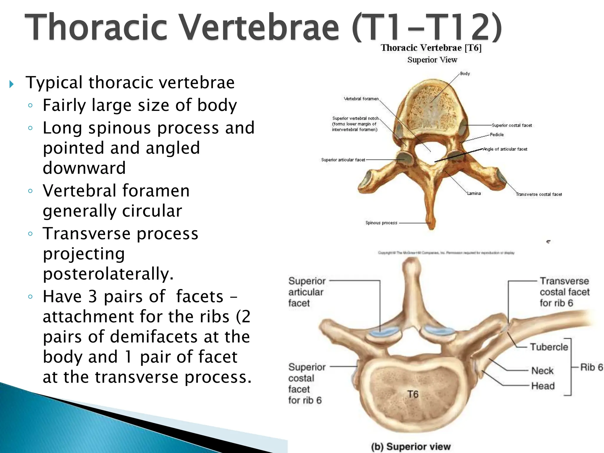 Vertebral Column Anatomy and Embryology At a glance | PPT
