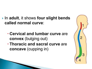 Vertebral Column Anatomy and Embryology At a glance | PPT