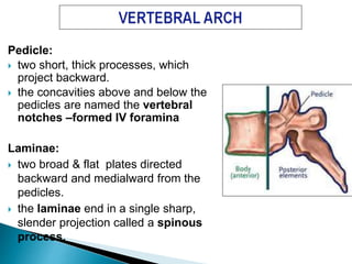 Vertebral Column Anatomy and Embryology At a glance | PPT