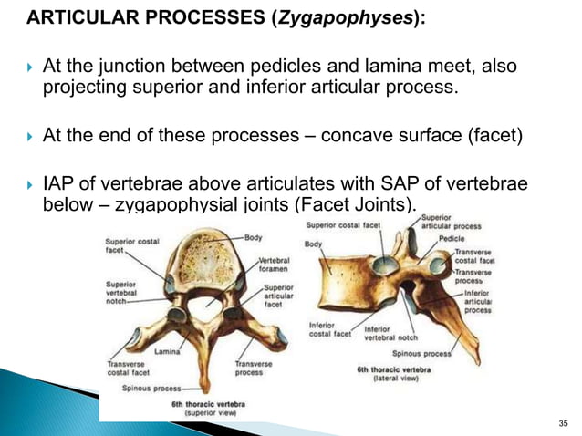 Vertebral Column Anatomy and Embryology At a glance | PPT
