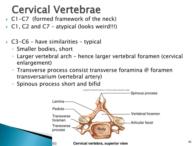 Vertebral Column Anatomy and Embryology At a glance | PPT
