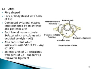 Vertebral Column Anatomy and Embryology At a glance | PPT