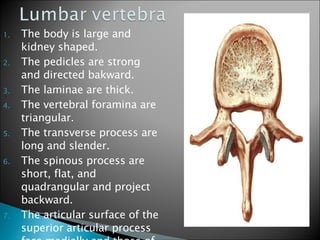Vertebral Column And Contents Of The Vertebral Canal | PPT