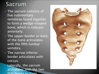 Vertebral Column And Contents Of The Vertebral Canal | PPT