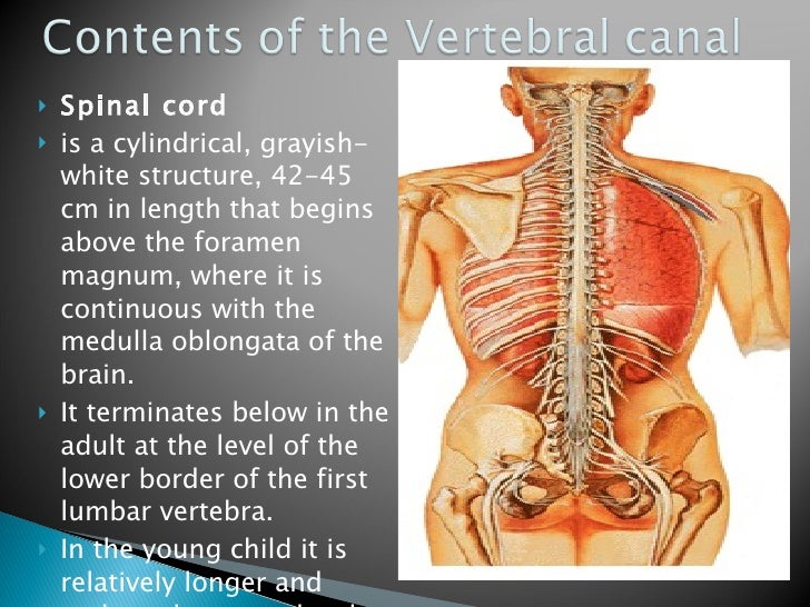 Vertebral Column And Contents Of The Vertebral Canal
