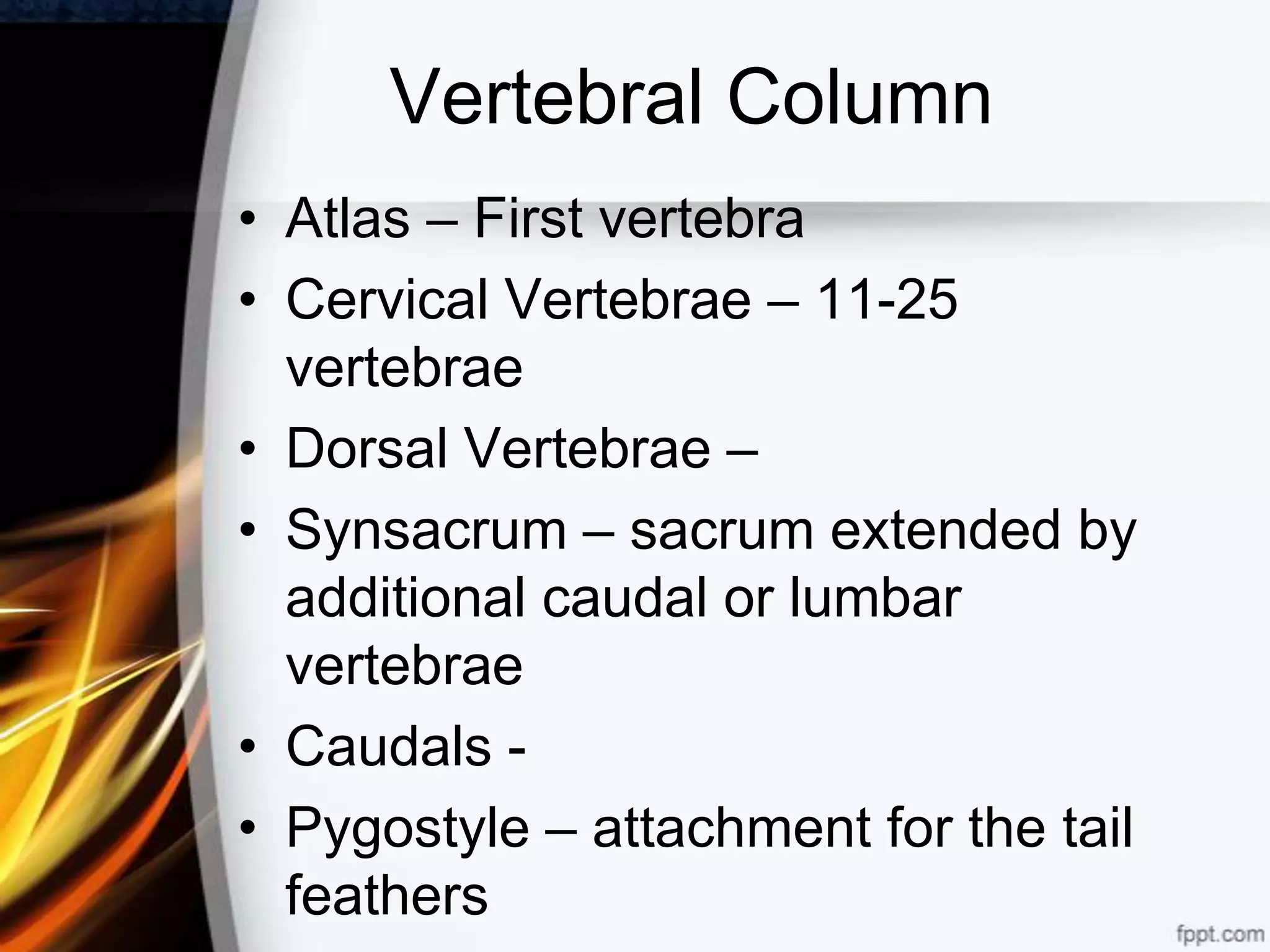 Vertebral column and pygostyle | PPTX