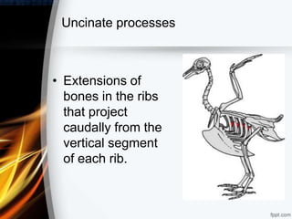 Vertebral column and pygostyle | PPTX