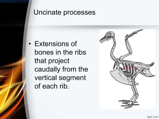 Vertebral column and pygostyle | PPTX