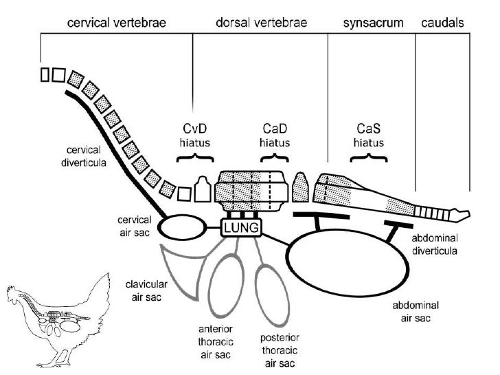 Vertebral column and pygostyle