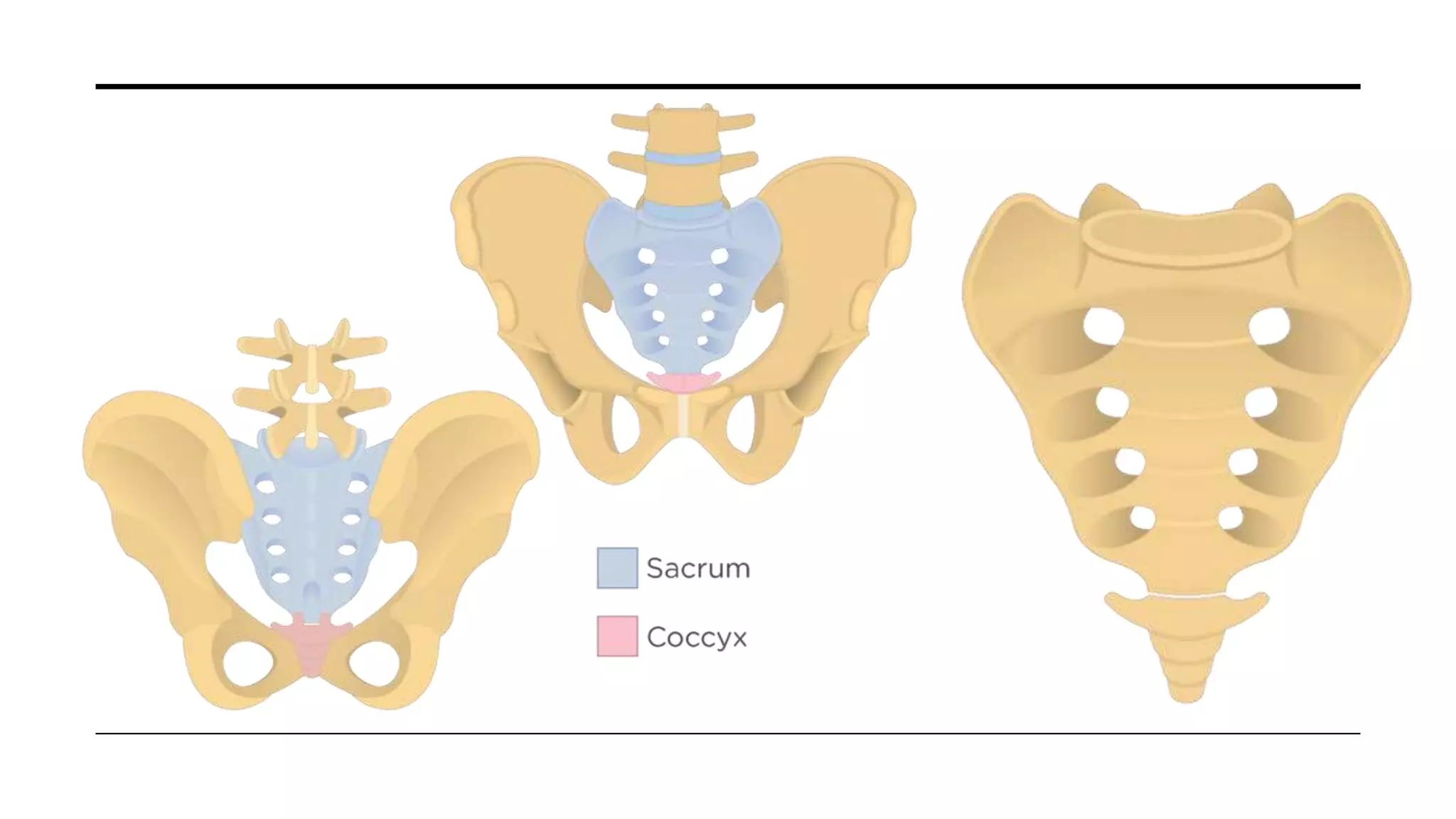 Vertebral column associated pathology and radiographic appearance | PPTX