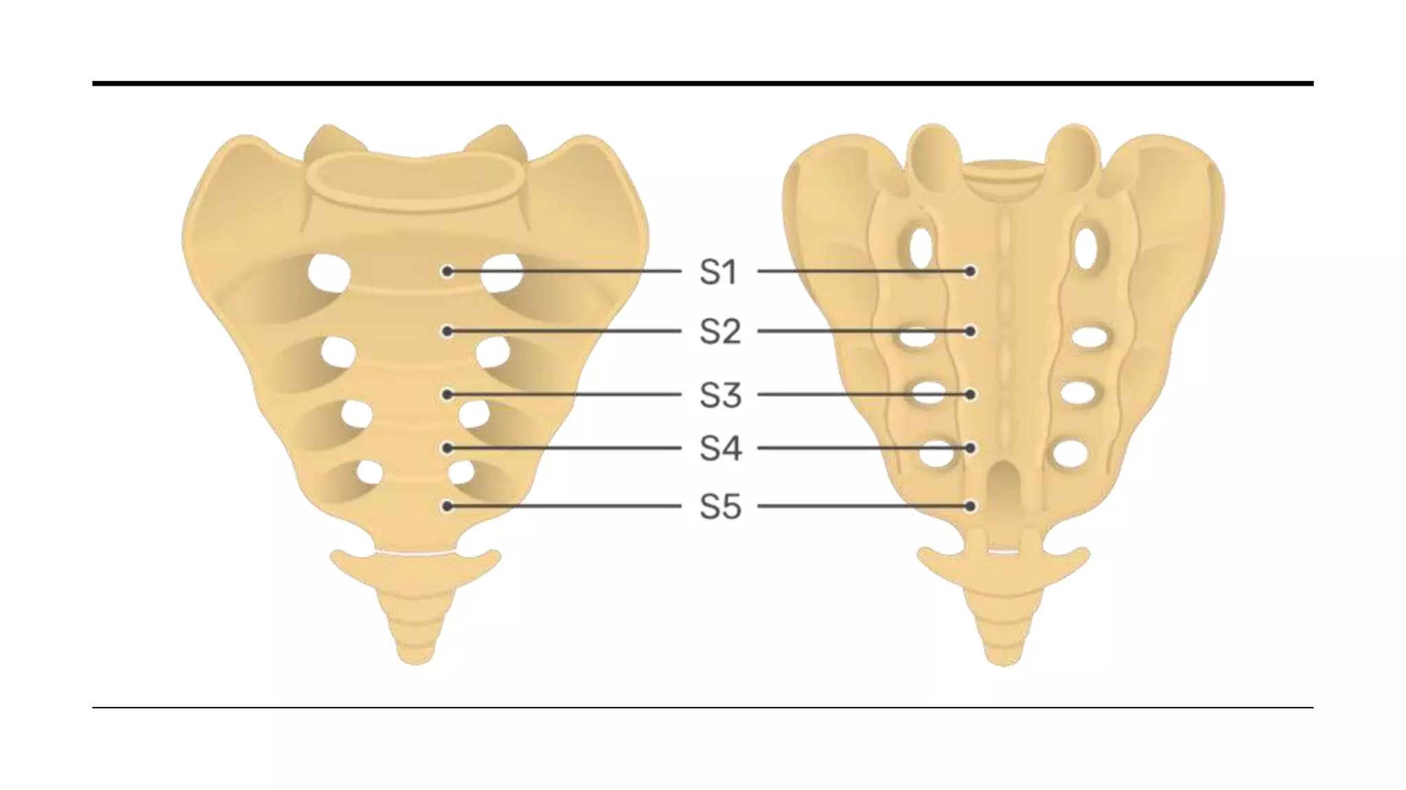 Vertebral column associated pathology and radiographic appearance | PPTX