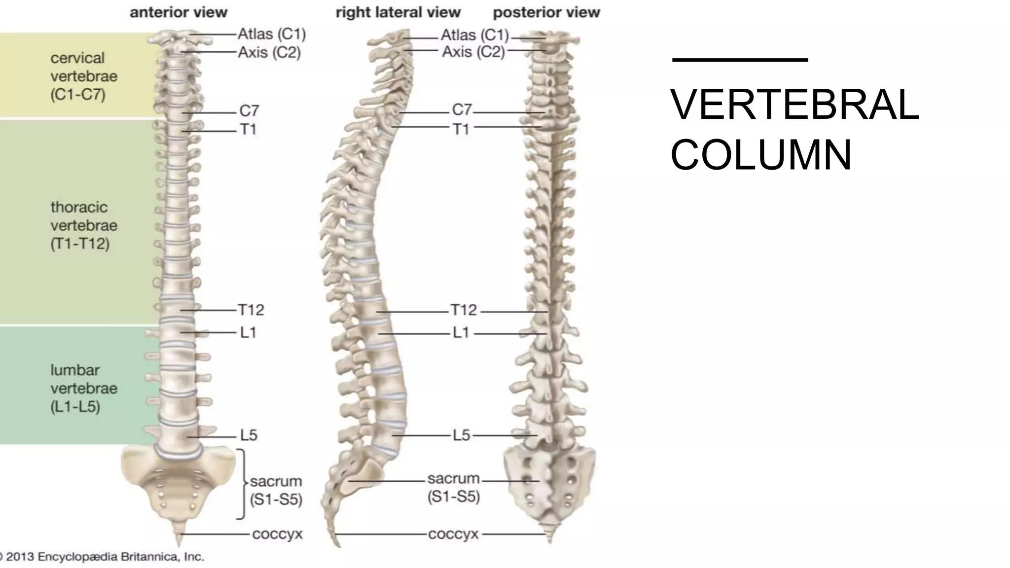 Vertebral column associated pathology and radiographic appearance | PPTX