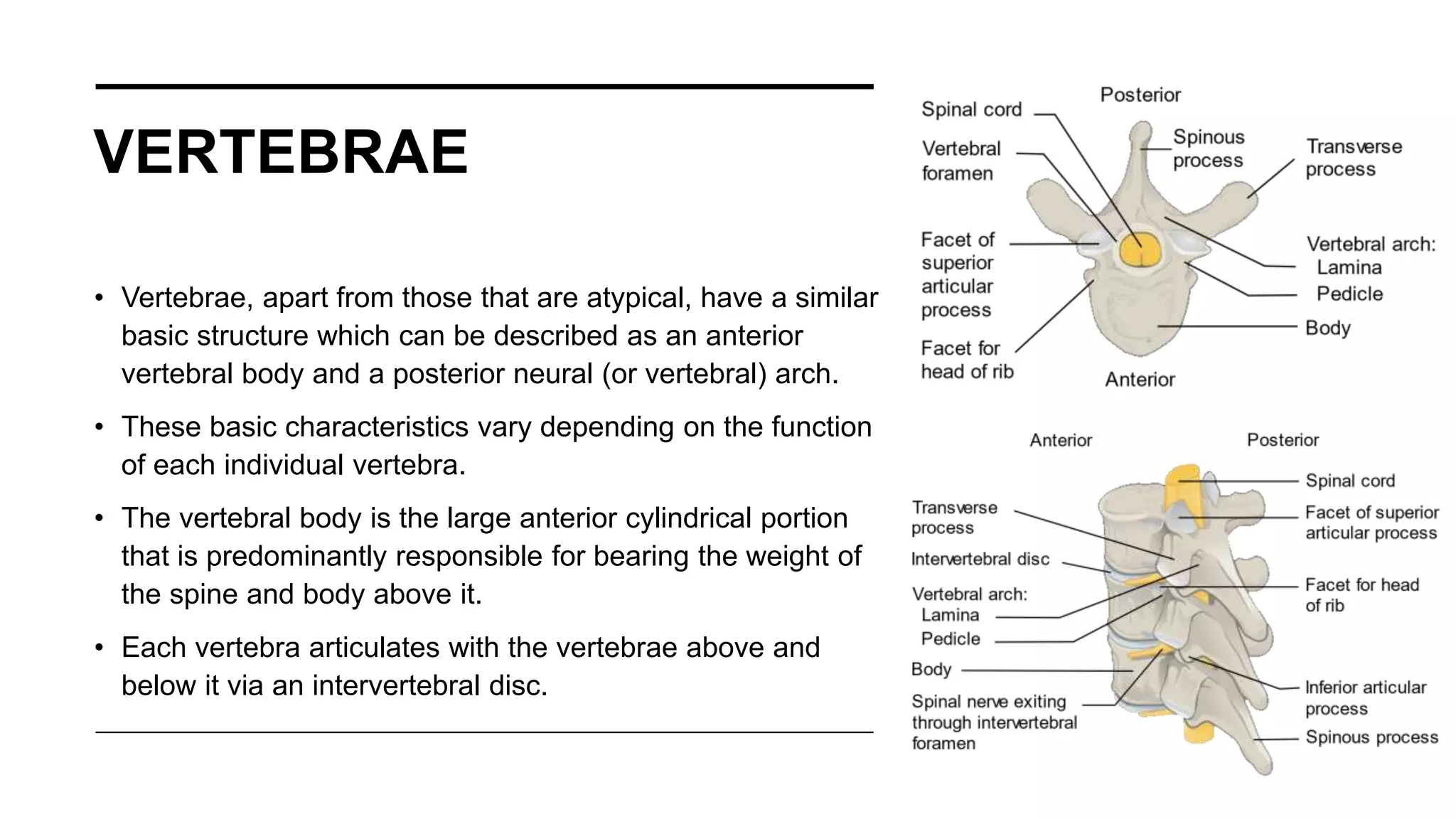 Vertebral column associated pathology and radiographic appearance | PPTX