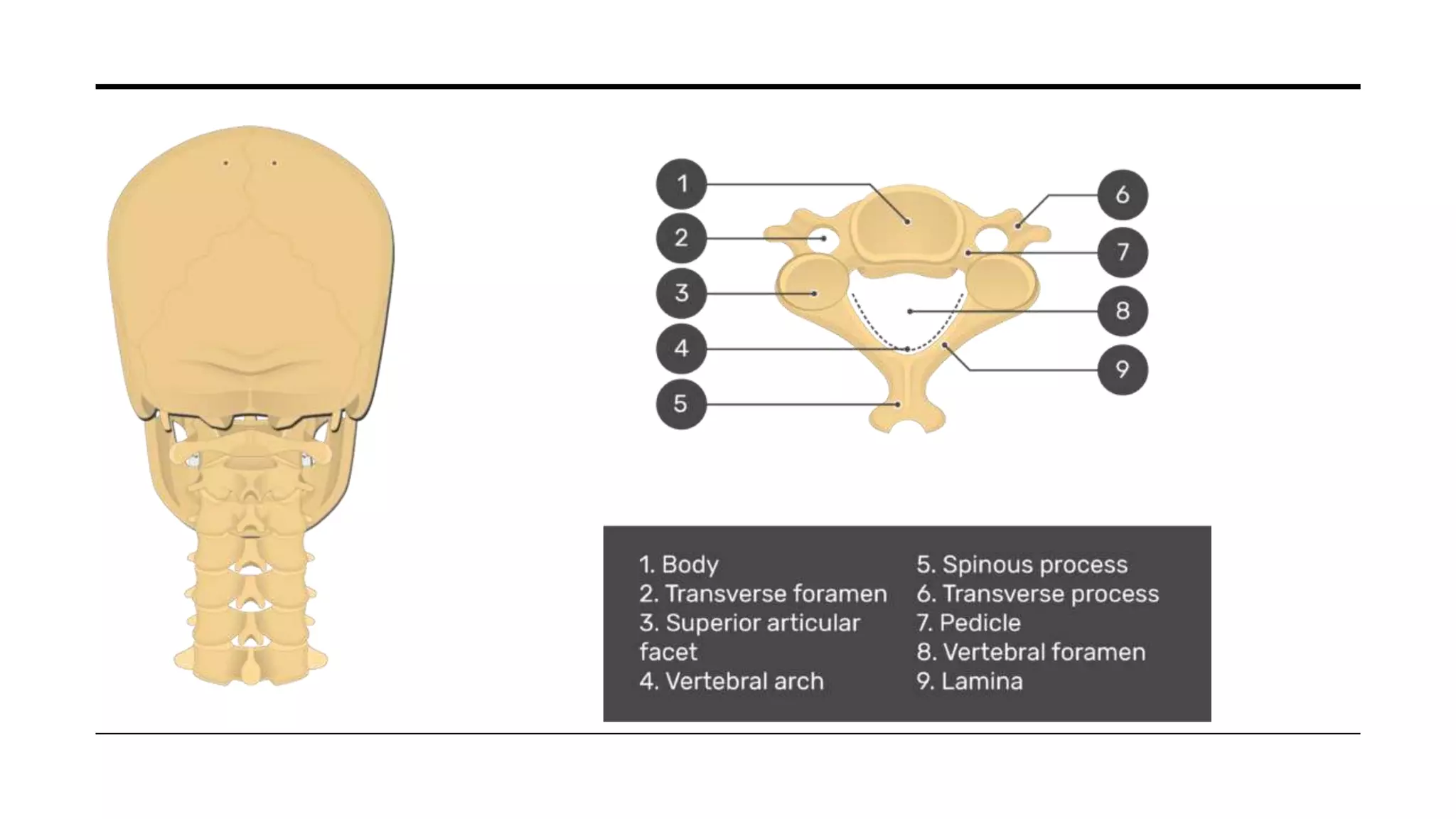 Vertebral column associated pathology and radiographic appearance | PPTX