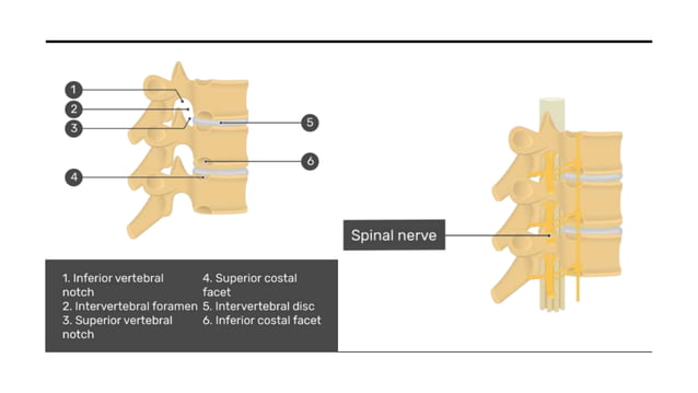 Vertebral column associated pathology and radiographic appearance | PPT