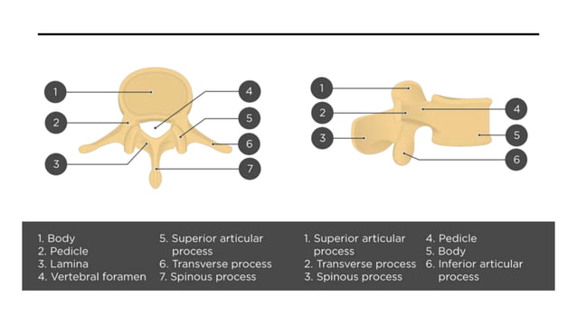 Vertebral column associated pathology and radiographic appearance | PPT