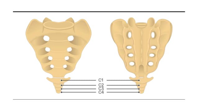 Vertebral column associated pathology and radiographic appearance | PPT