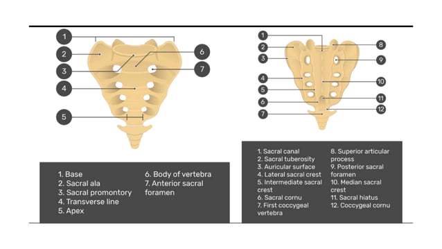 Vertebral column associated pathology and radiographic appearance | PPT