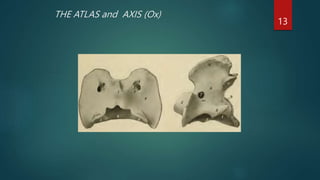 Vertebral column (Cervicals) mam zaima.pptx