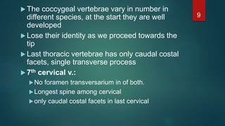 Vertebral column (Cervicals) mam zaima.pptx