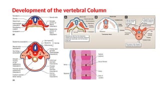 vertebral column HU copy.pptx vertebral column HU copy.pptx