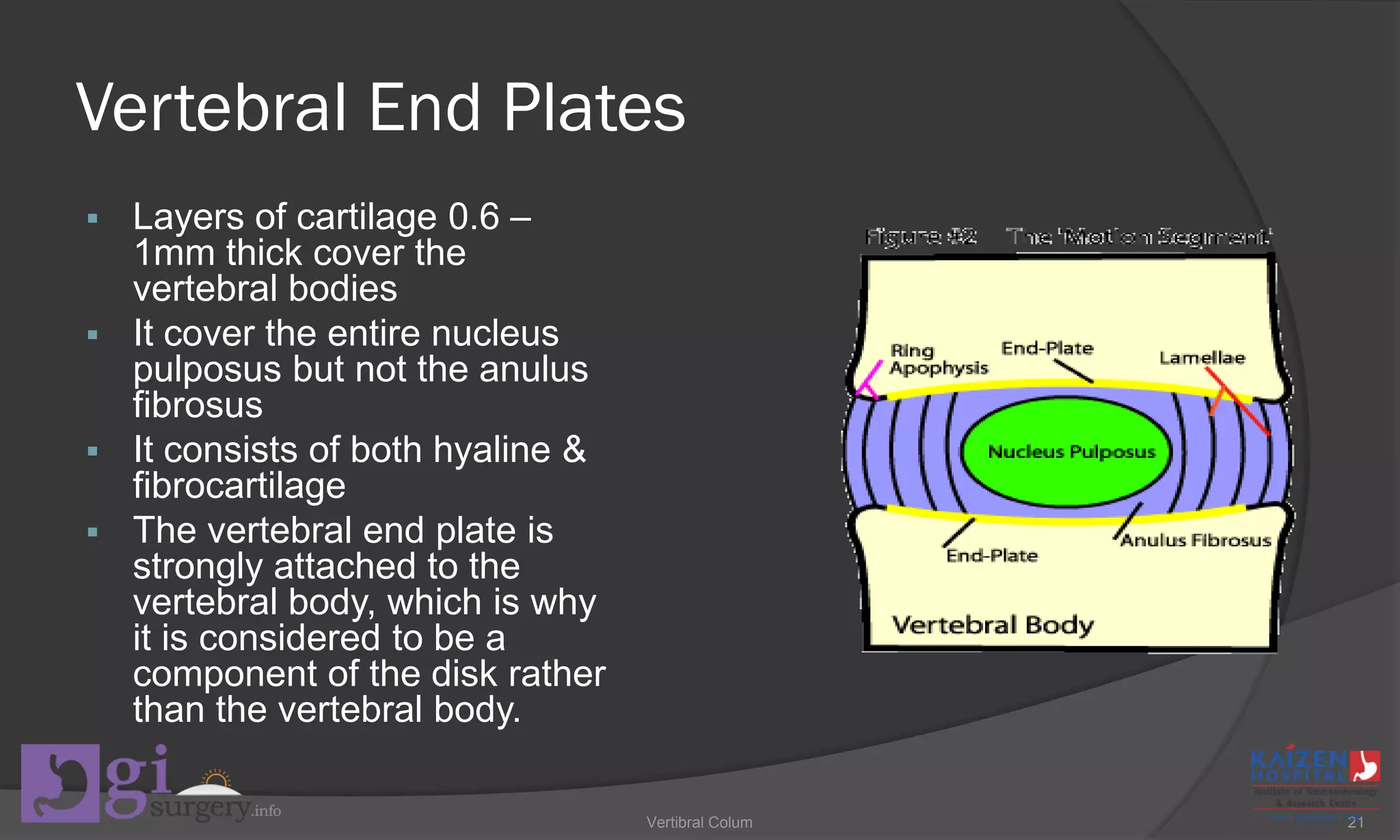 Vertebral Column | PDF