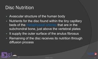 Vertebral Column | PDF