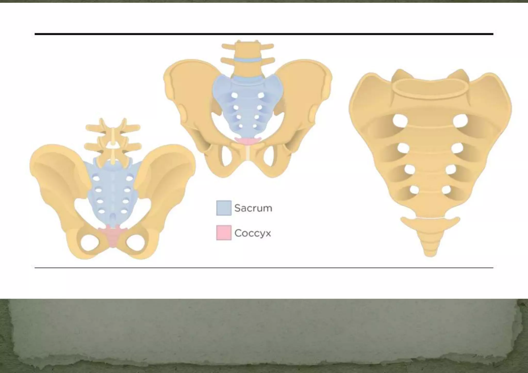 Vertebral column pathology , PPT, | PPTX