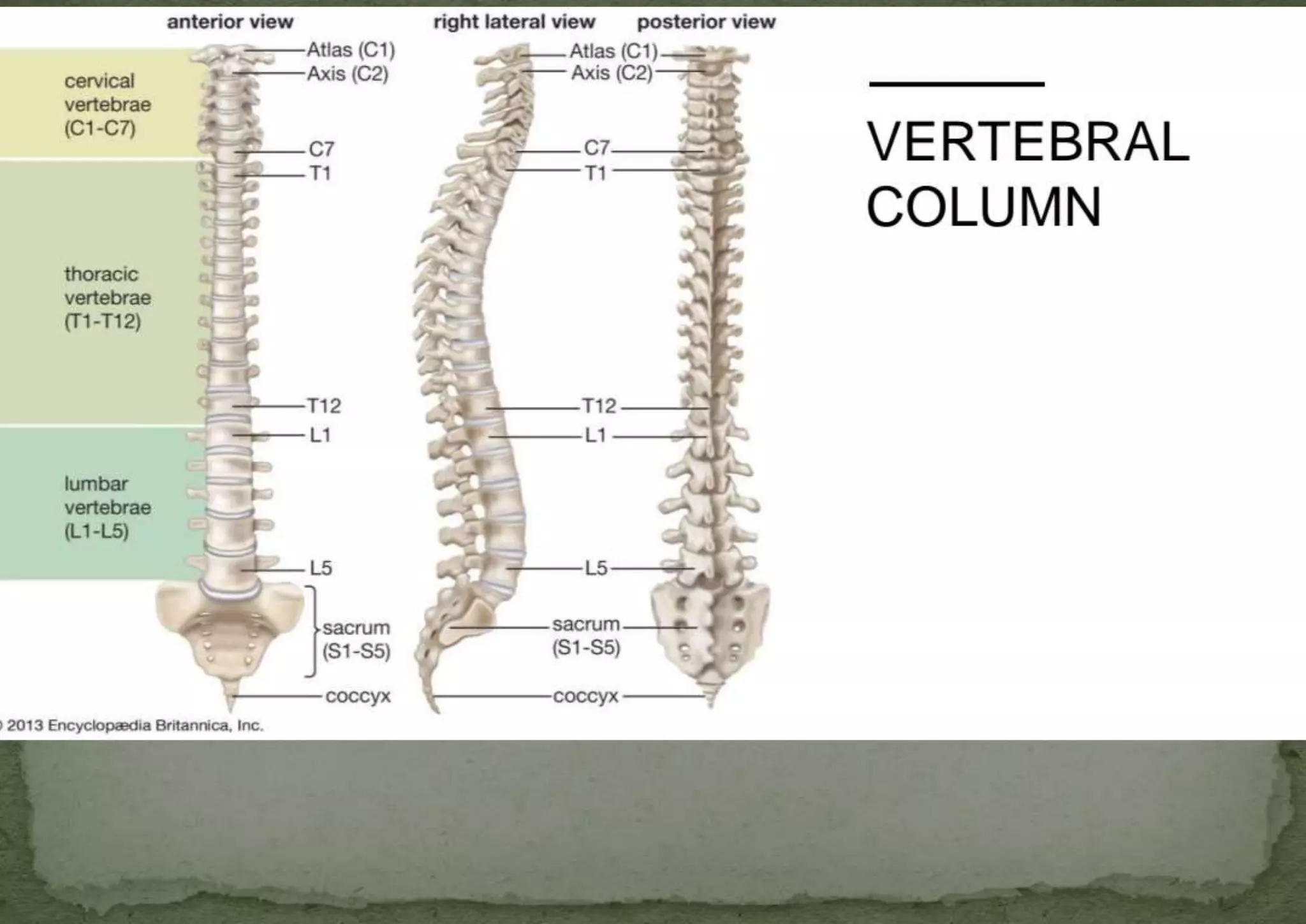 Vertebral column pathology , PPT, | PPTX