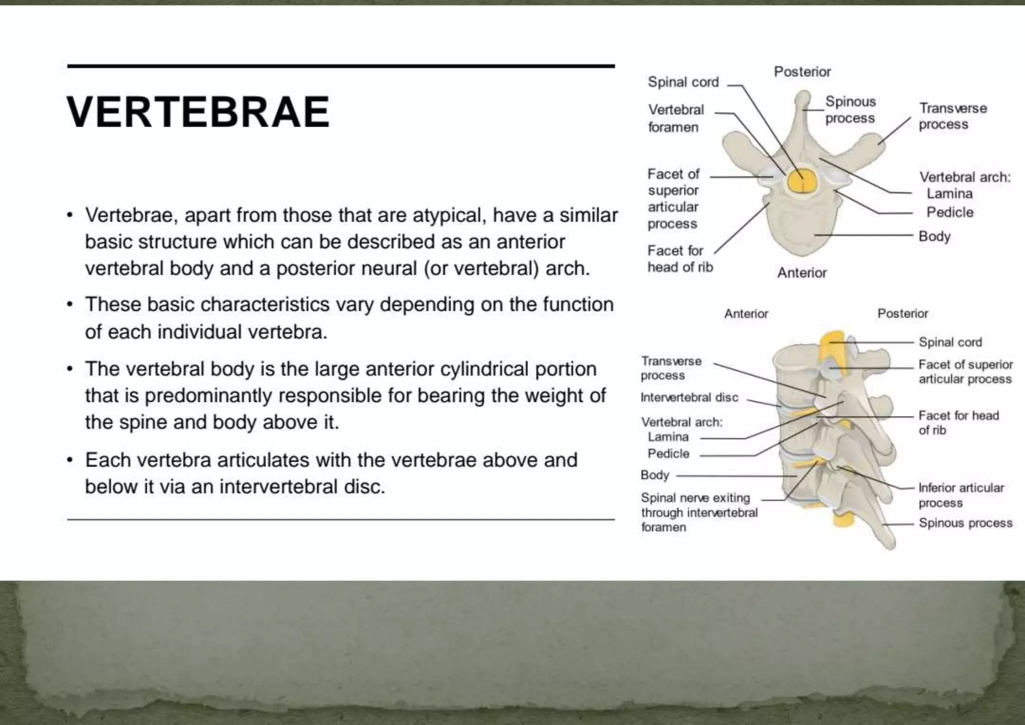 Vertebral column pathology , PPT, | PPTX