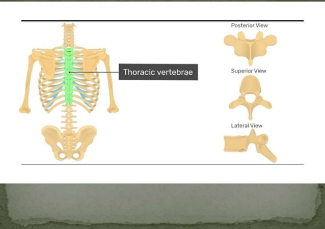 Vertebral column pathology , PPT, | PPTX