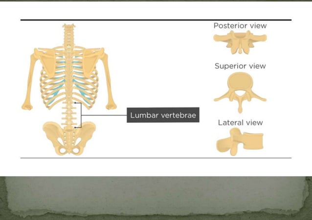 Vertebral column pathology , PPT, | PPTX