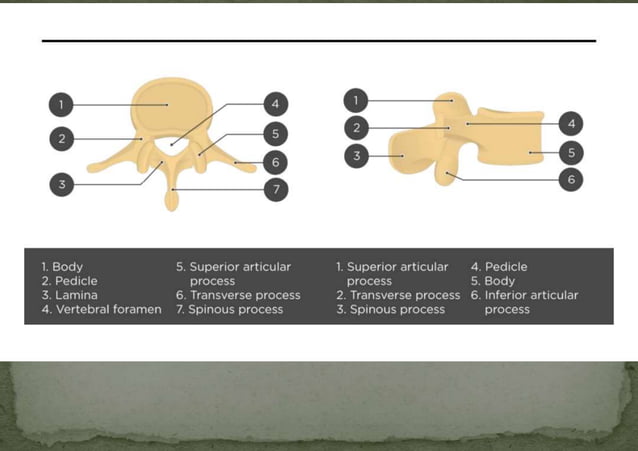 Vertebral column pathology , PPT, | PPTX