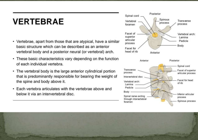 Vertebral column pathology , PPT, | PPTX