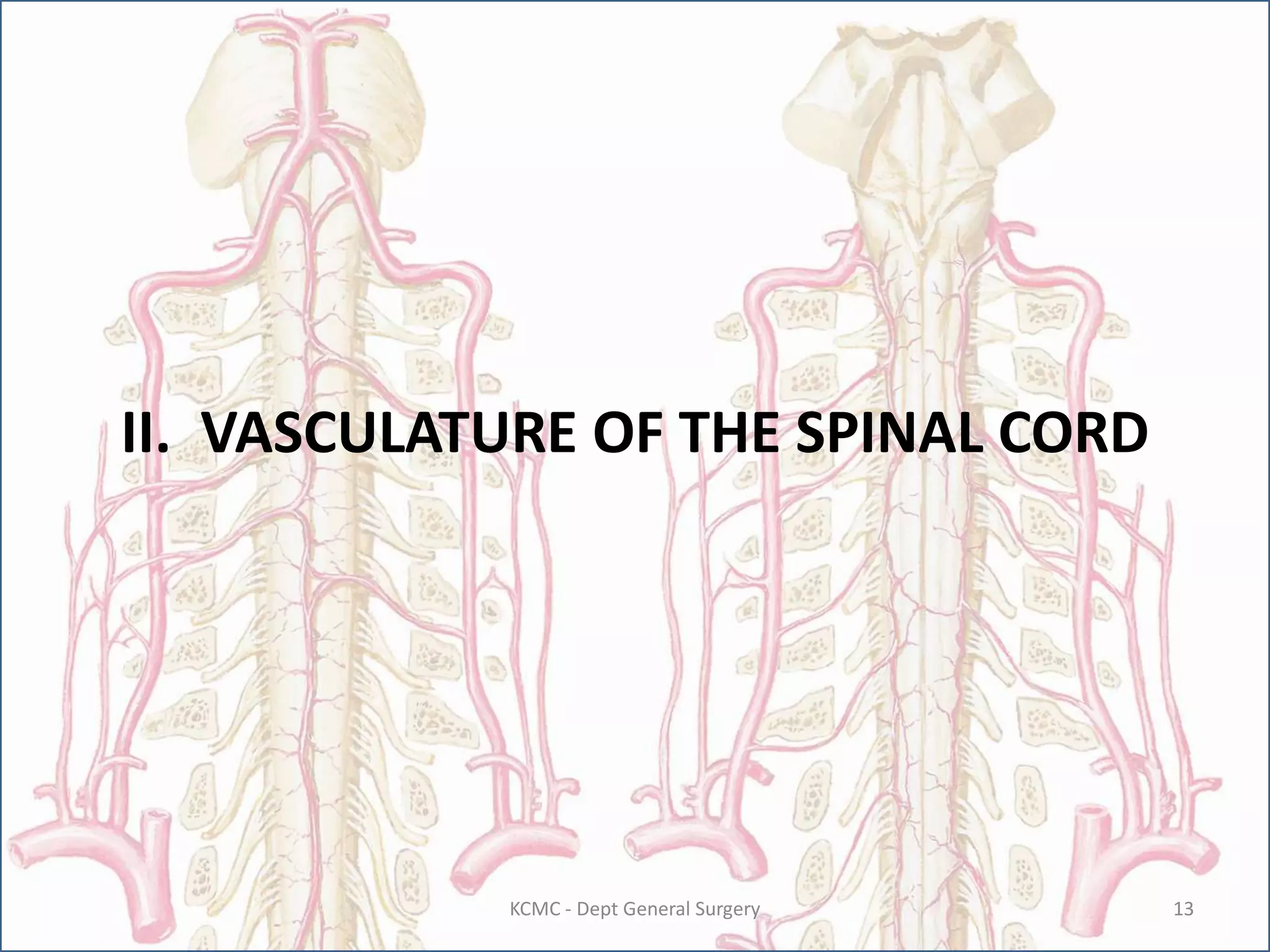 VERTEBRAL COLUMN + SPINAL CORD.pdf