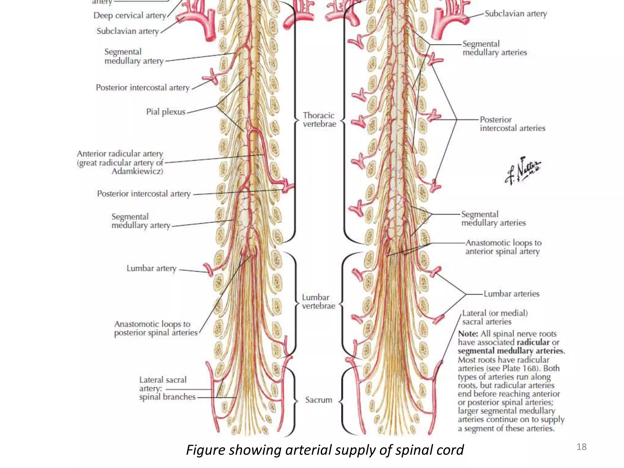 VERTEBRAL COLUMN + SPINAL CORD.pdf