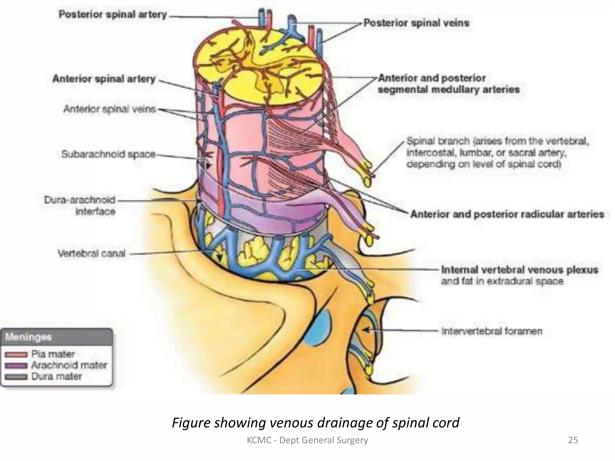 VERTEBRAL COLUMN + SPINAL CORD.pdf