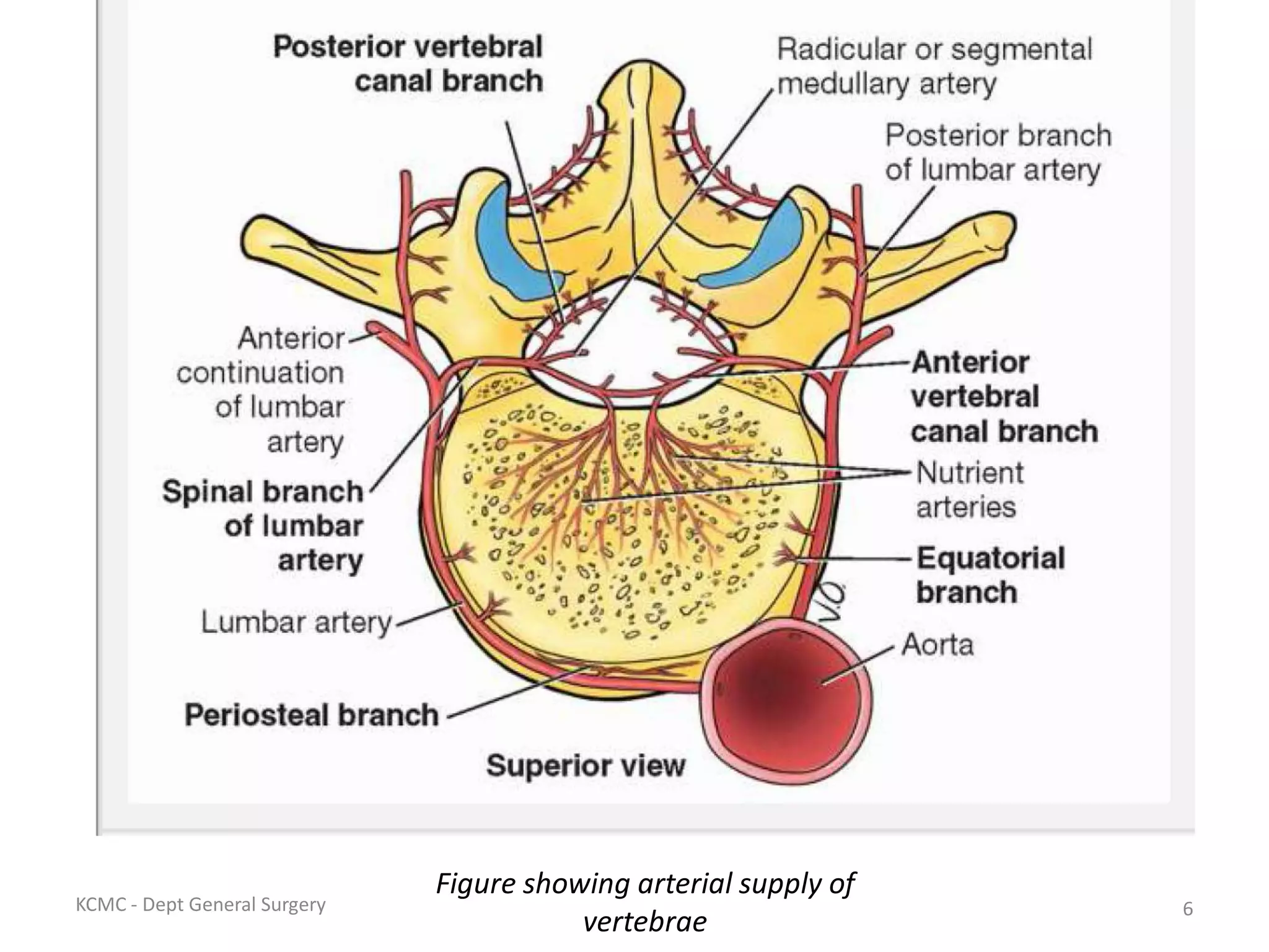 VERTEBRAL COLUMN + SPINAL CORD.pdf