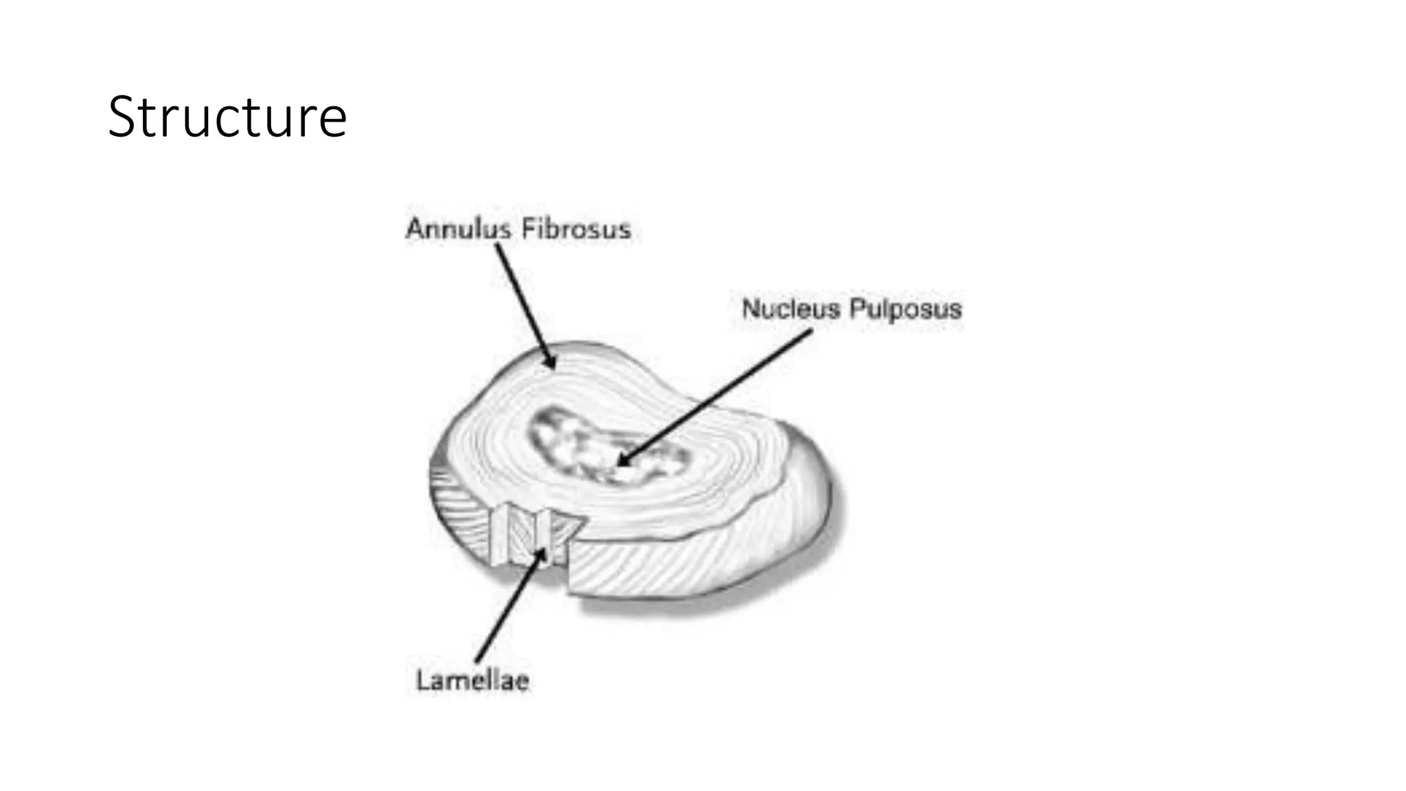 Vertebral Disc Structure, Vascularization, and Innervation.pptx