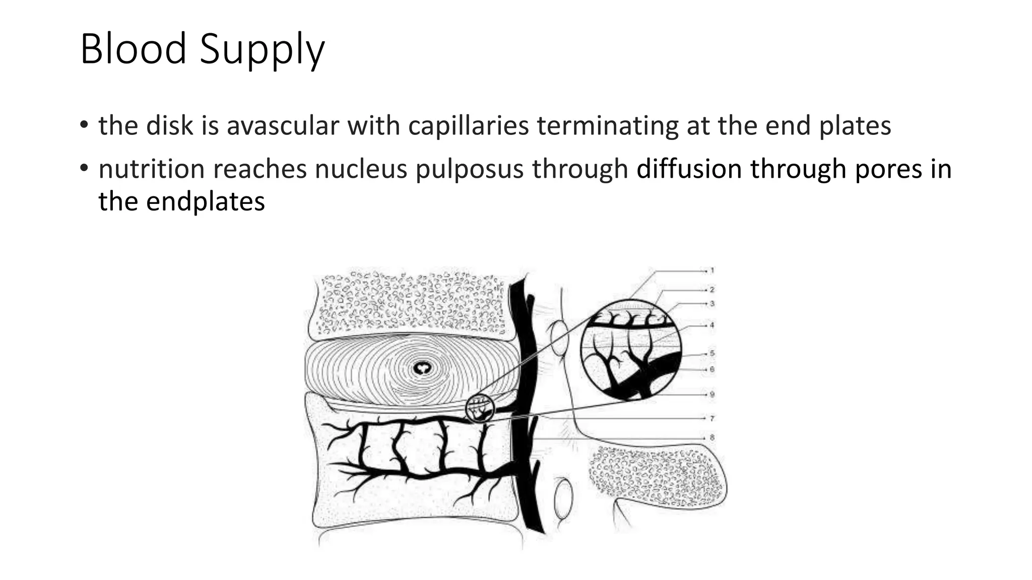 Vertebral Disc Structure, Vascularization, and Innervation.pptx