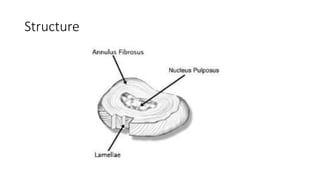 Vertebral Disc Structure, Vascularization, and Innervation.pptx