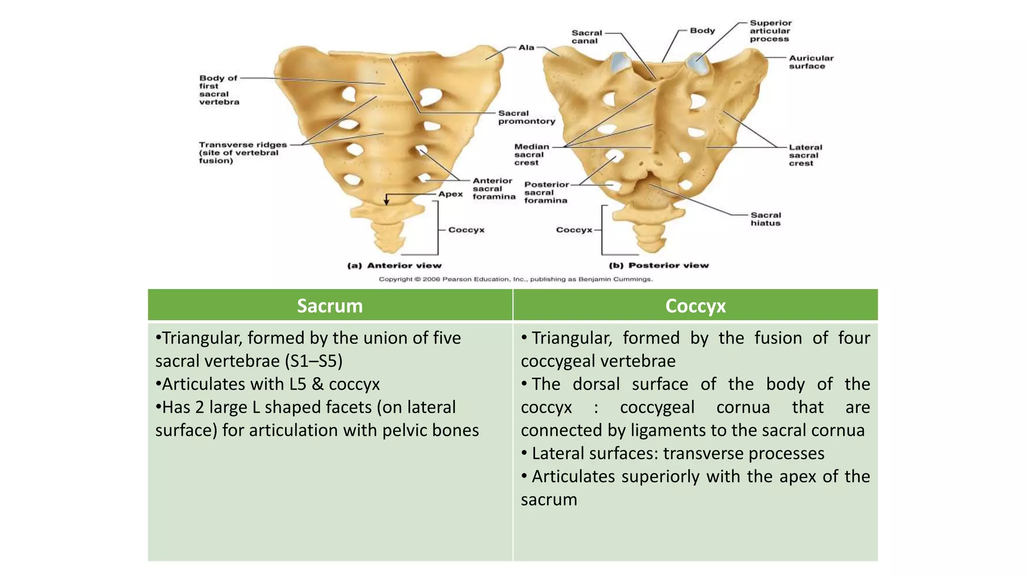 Vertebral Fracture and Spinal Cord Injury.pptx
