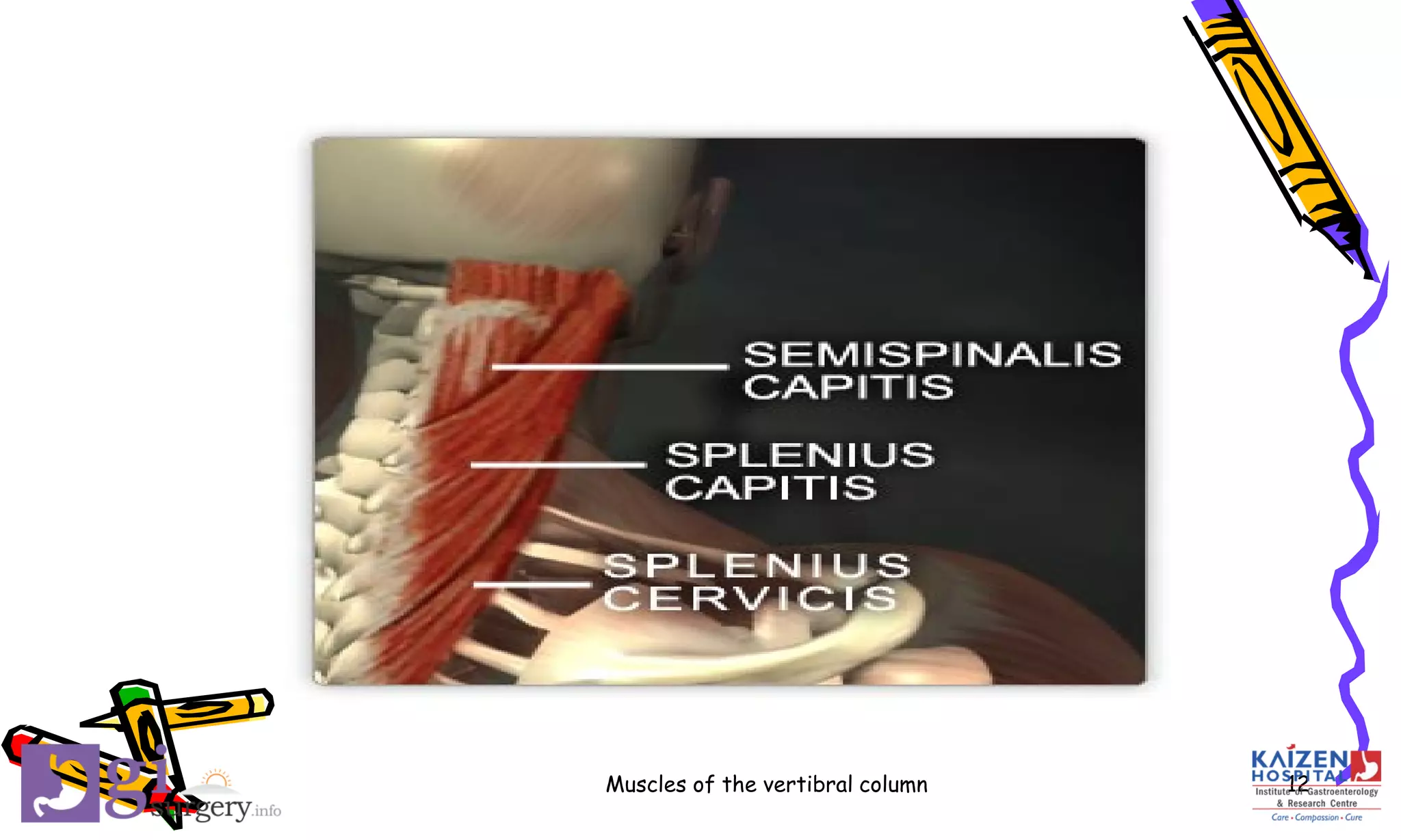 Muscles of the Vertebral Column | PDF