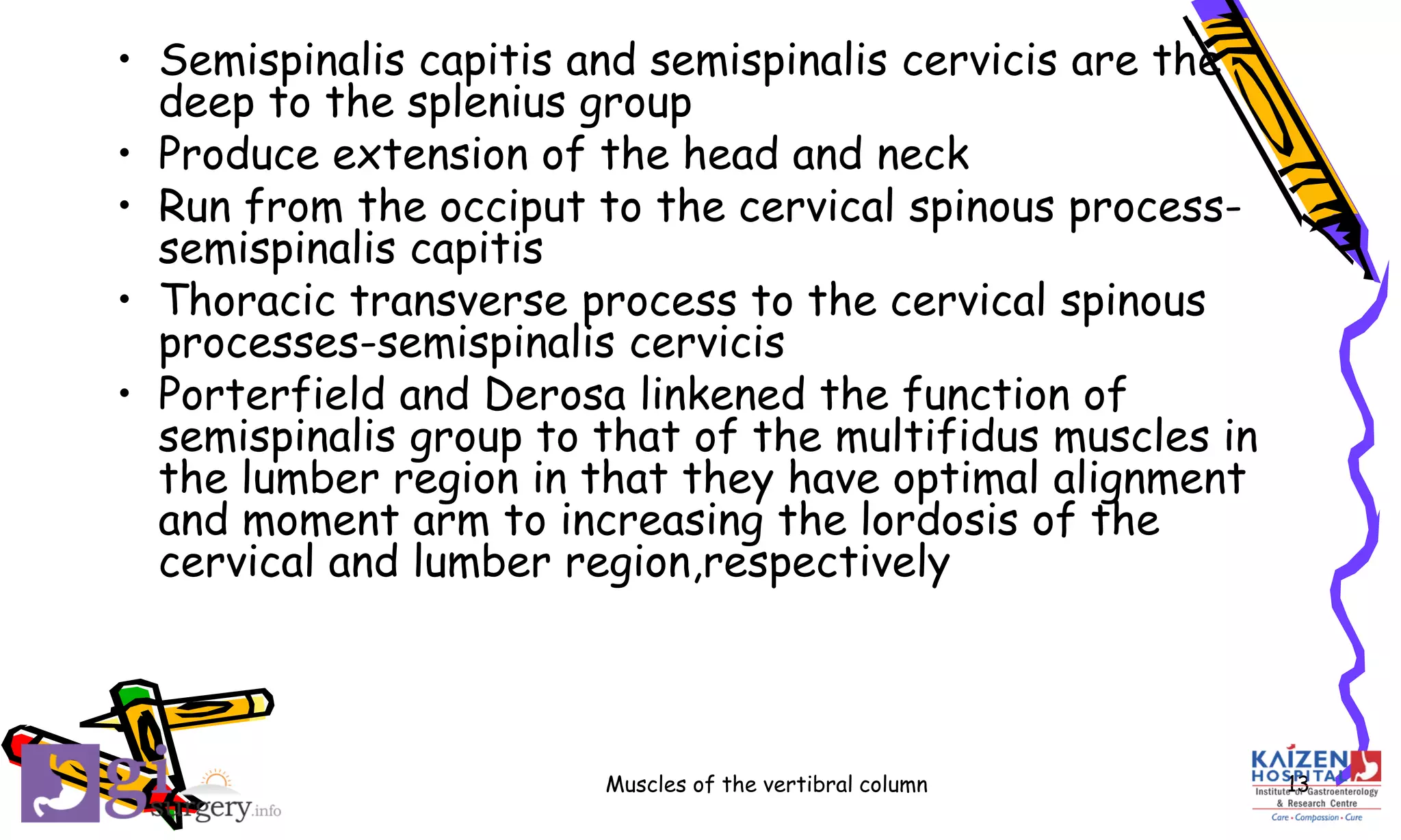 Muscles of the Vertebral Column | PDF