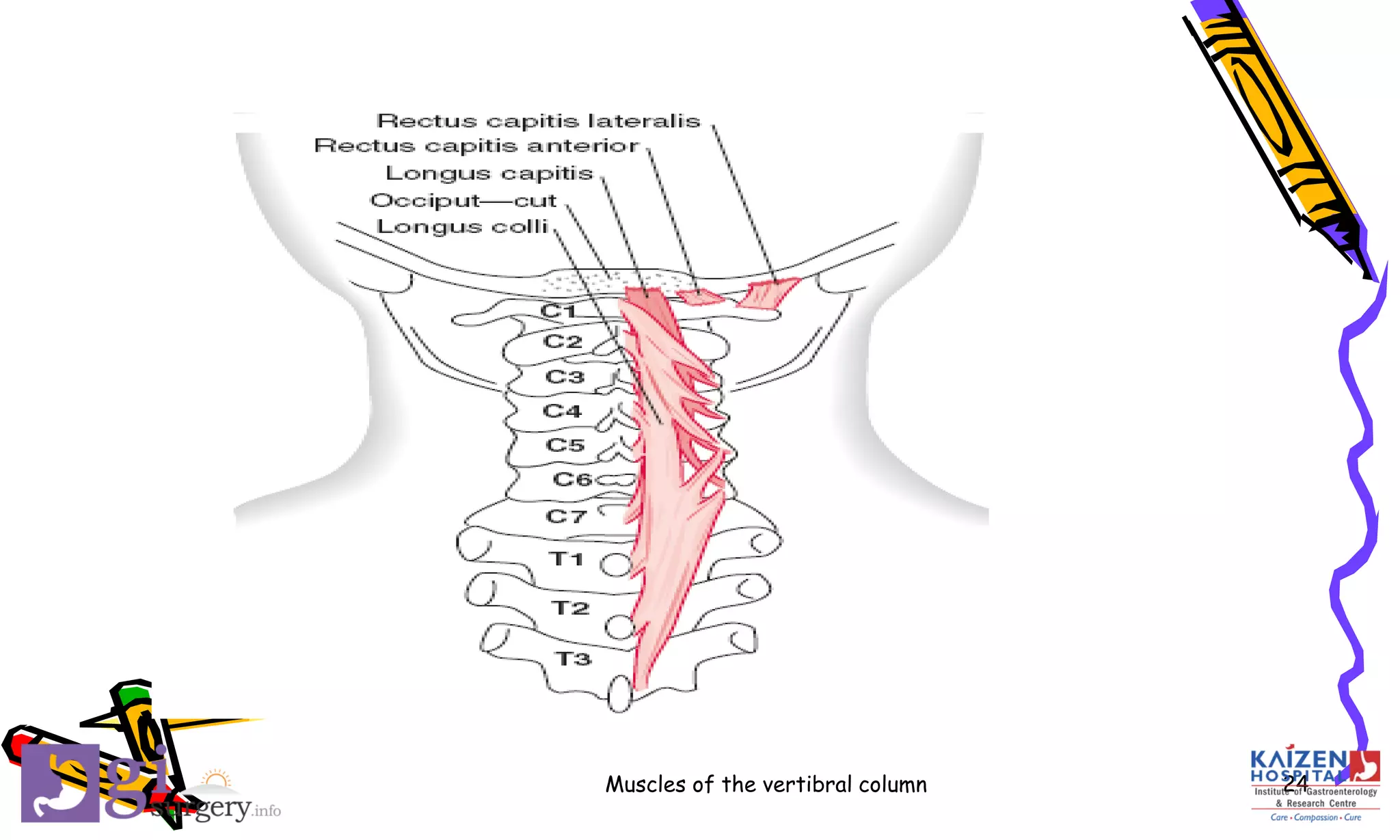 Muscles of the Vertebral Column | PDF