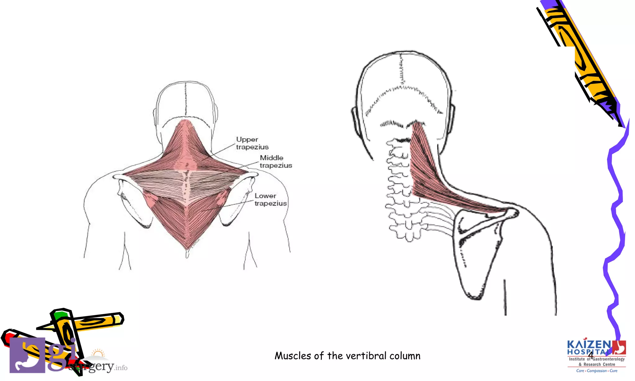 Muscles of the Vertebral Column | PDF