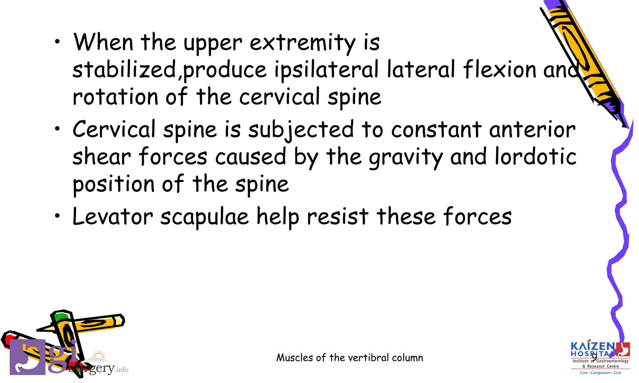 Muscles of the Vertebral Column | PDF